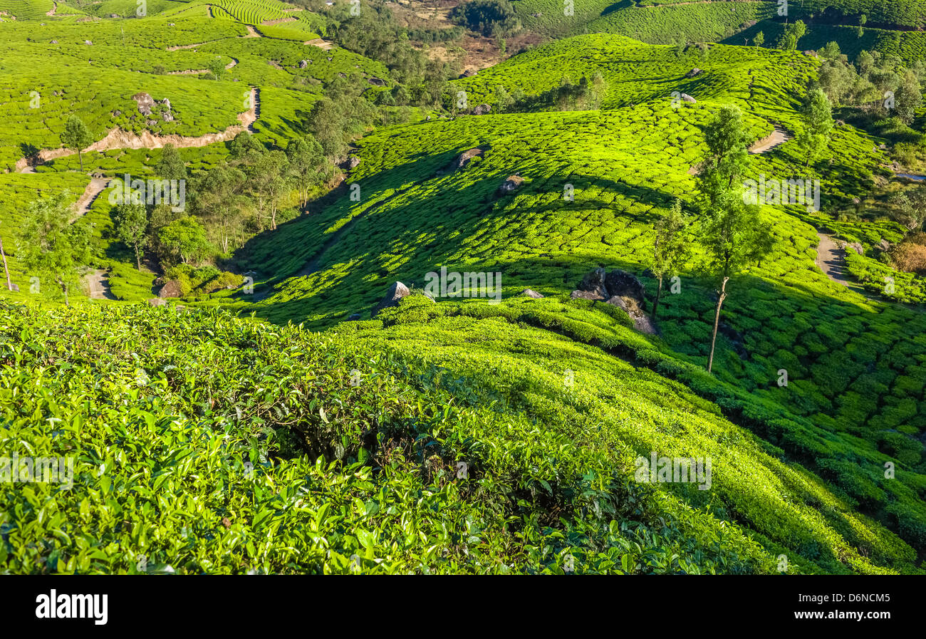 Tea plantation on a bright sunny morning in the hill station of Munnar ...