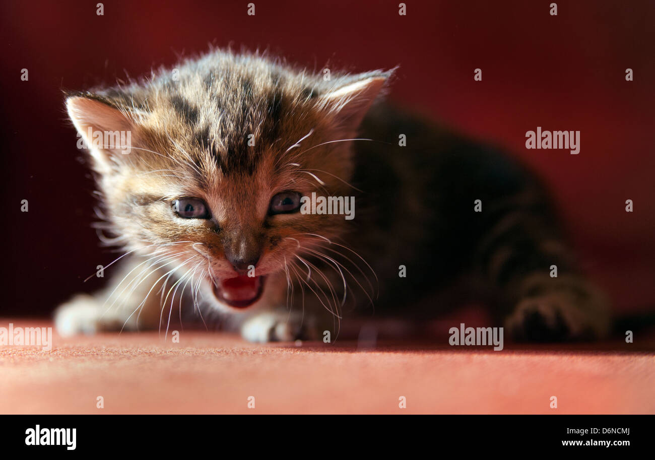 Cute little kitten Stock Photo - Alamy