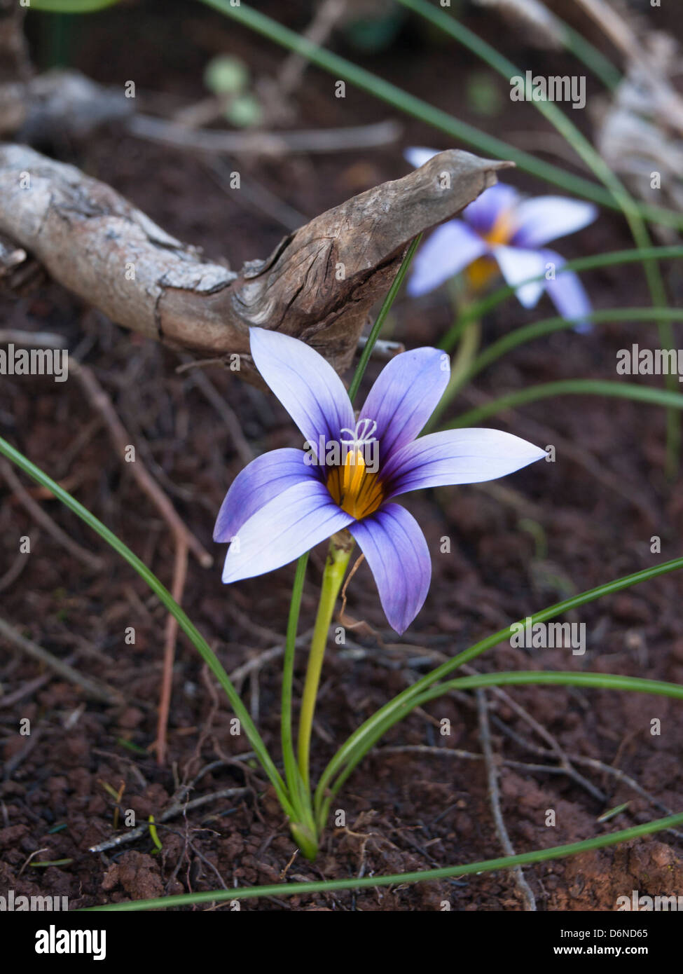 Romulea grandiscapa spring flower in the canary islands Stock Photo - Alamy
