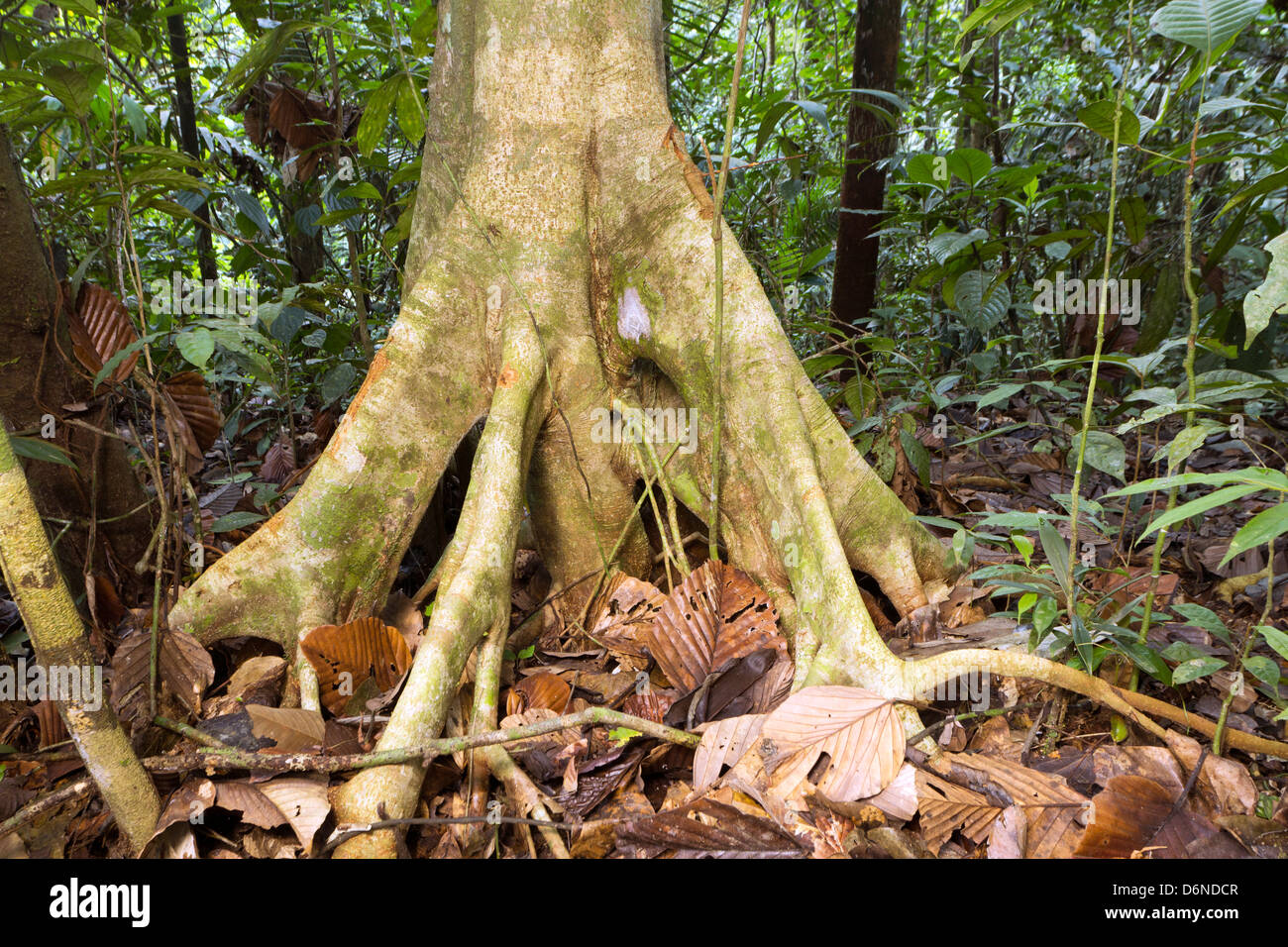 Stilt roots hi-res stock photography and images - Alamy