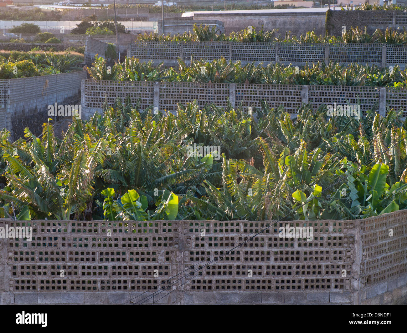 Banana plantation in Tenerife Canary Islands Spain, fenced in by ...