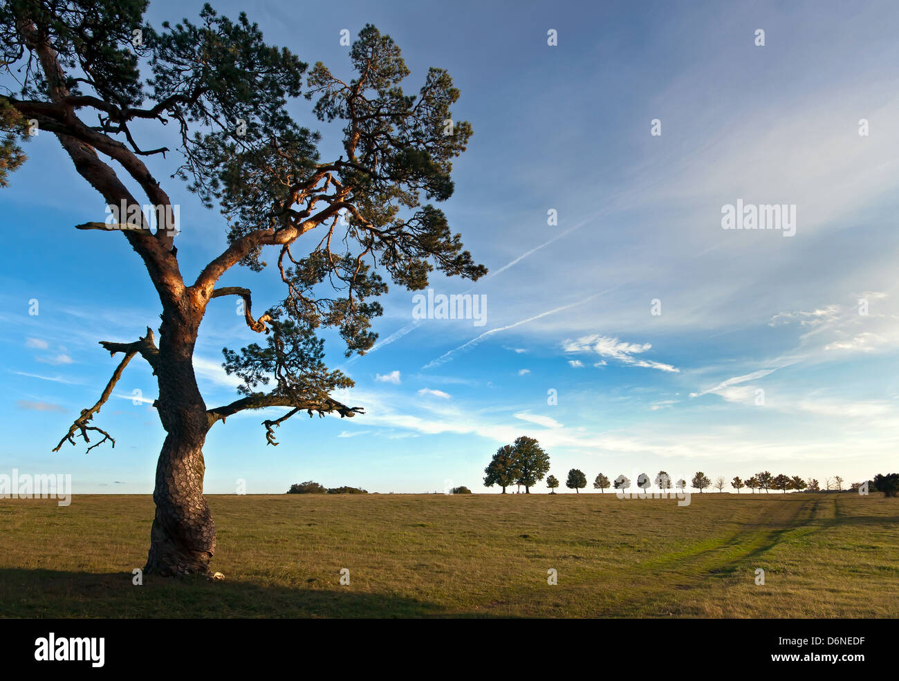 Titting, Germany, Krueppelkiefer in Altmuehltal Stock Photo - Alamy