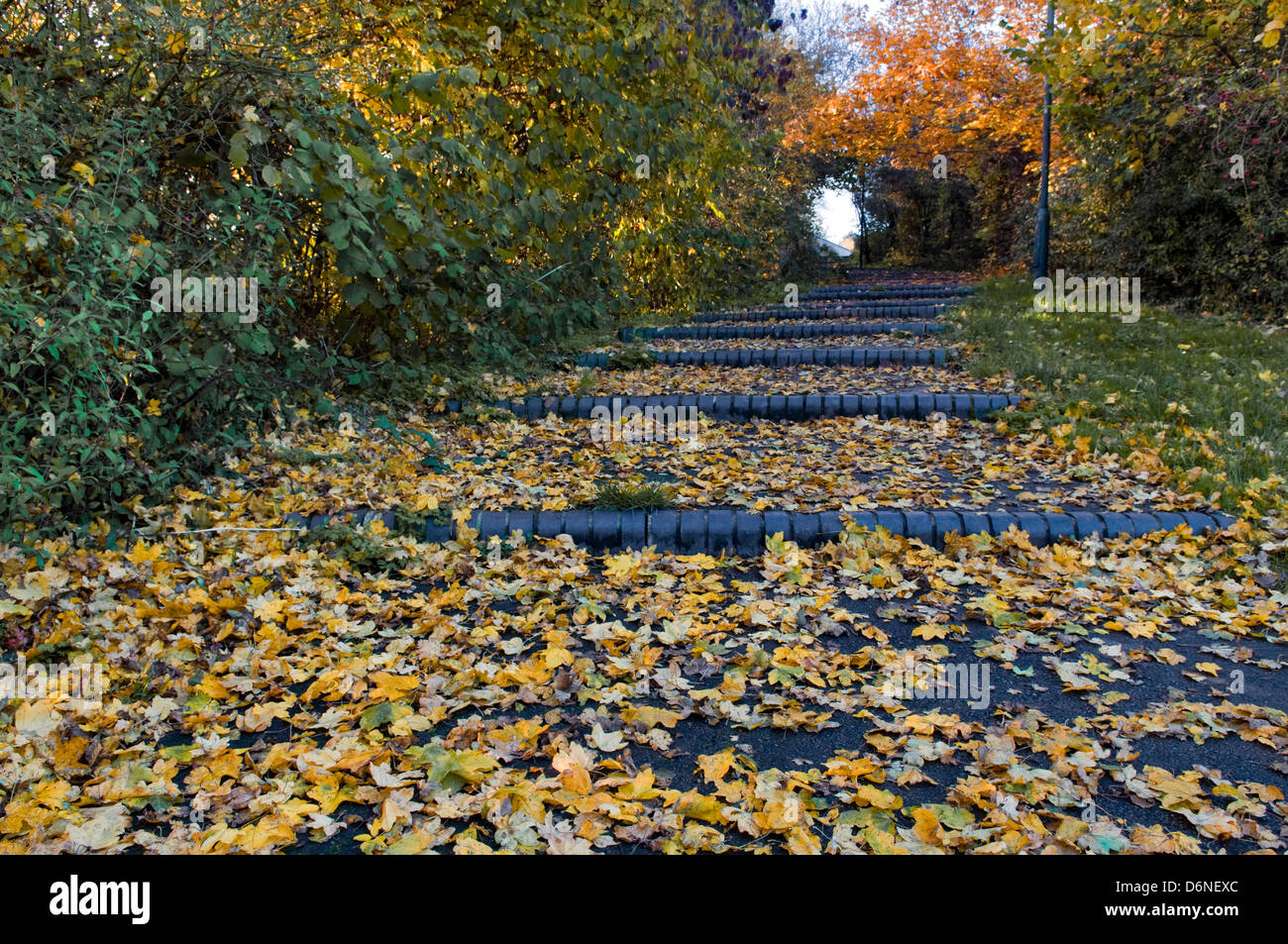 Leaves glowing in the sun hi-res stock photography and images - Alamy