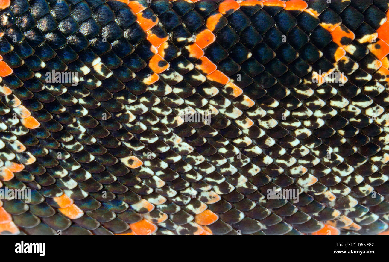 Scales on the body of an Amazon Tree Boa (Corallus hortulanus Stock ...