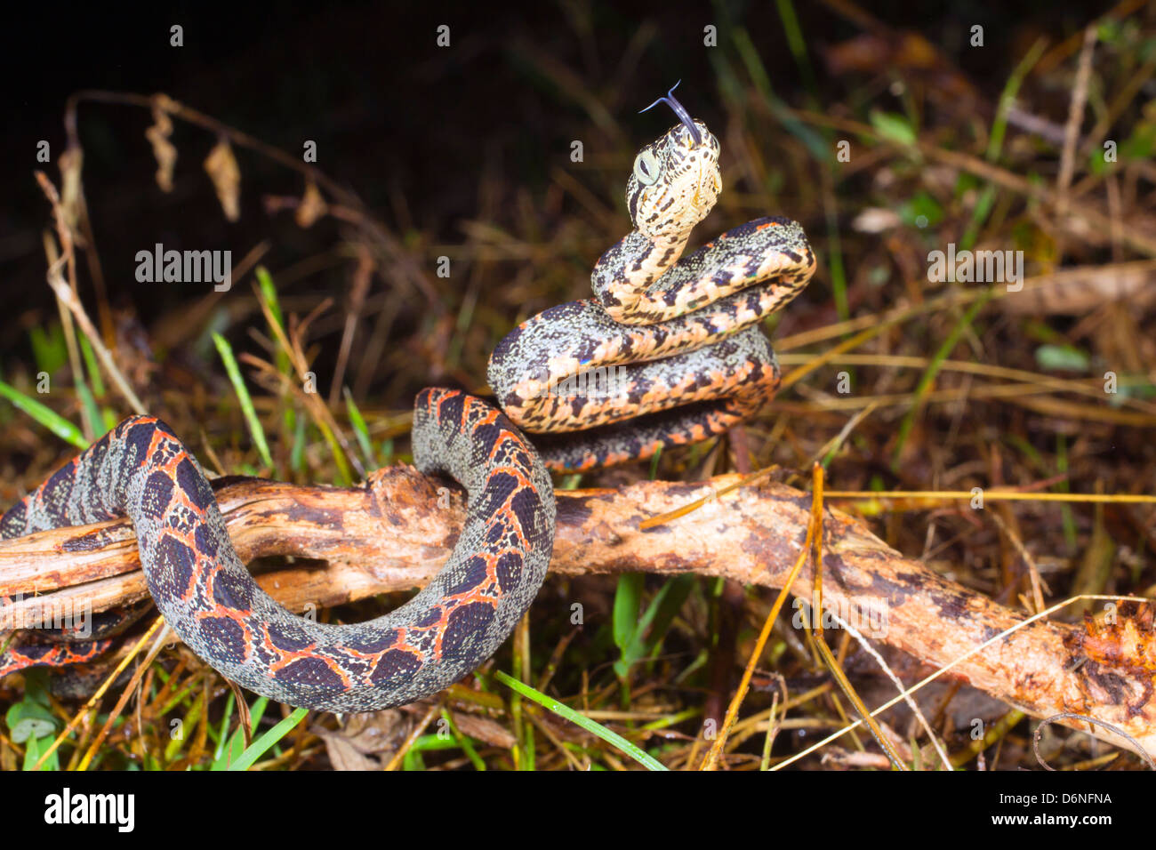 Amazon tree boa hi-res stock photography and images - Alamy