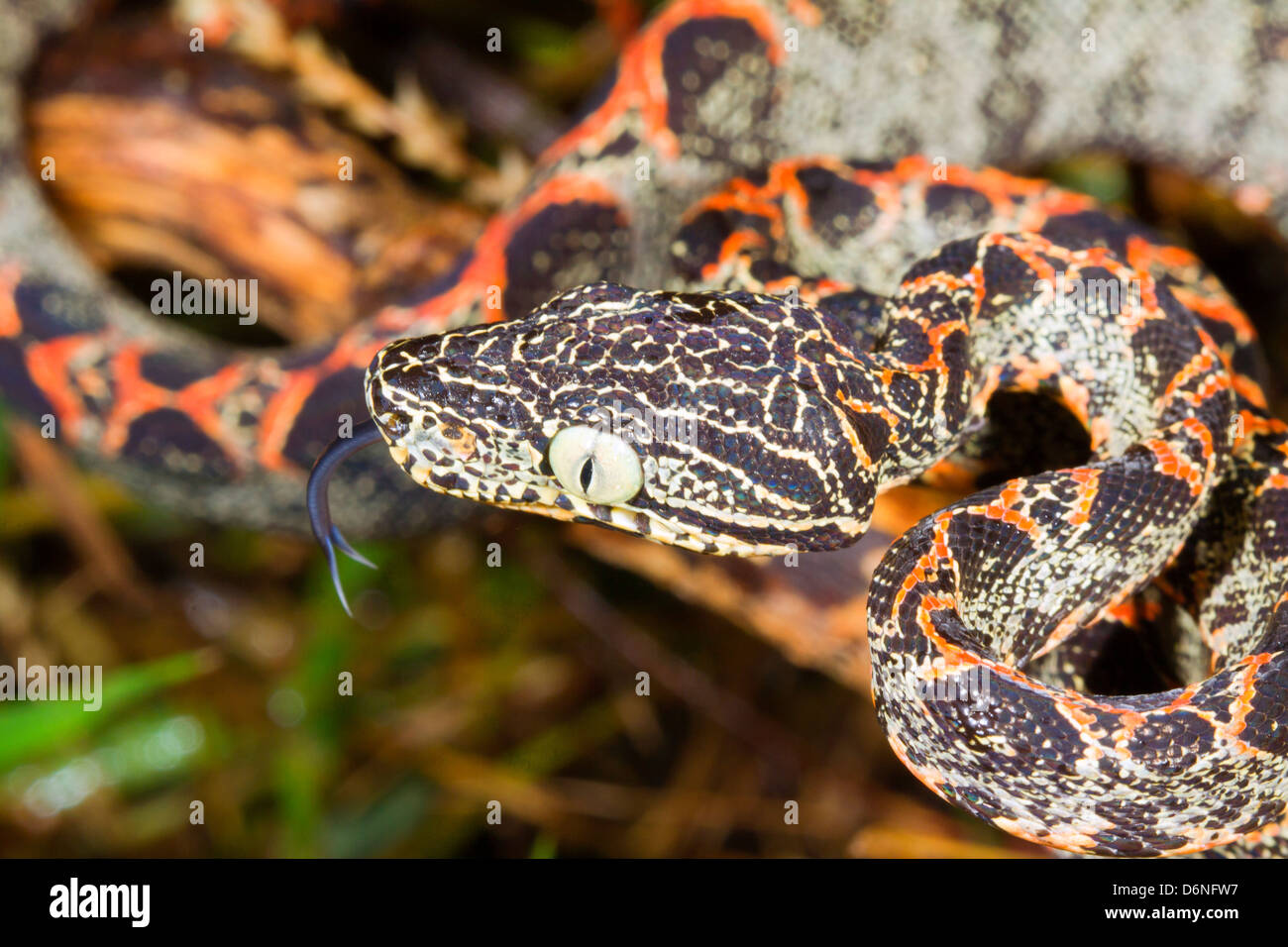Halloween Amazon Tree Boa