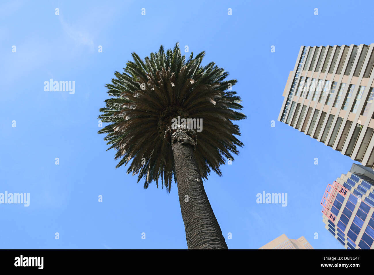 Very tall tree hi-res stock photography and images - Alamy