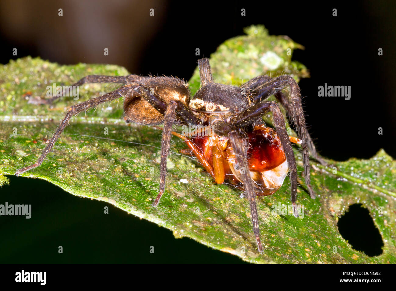 Spider beetle hi-res stock photography and images - Alamy