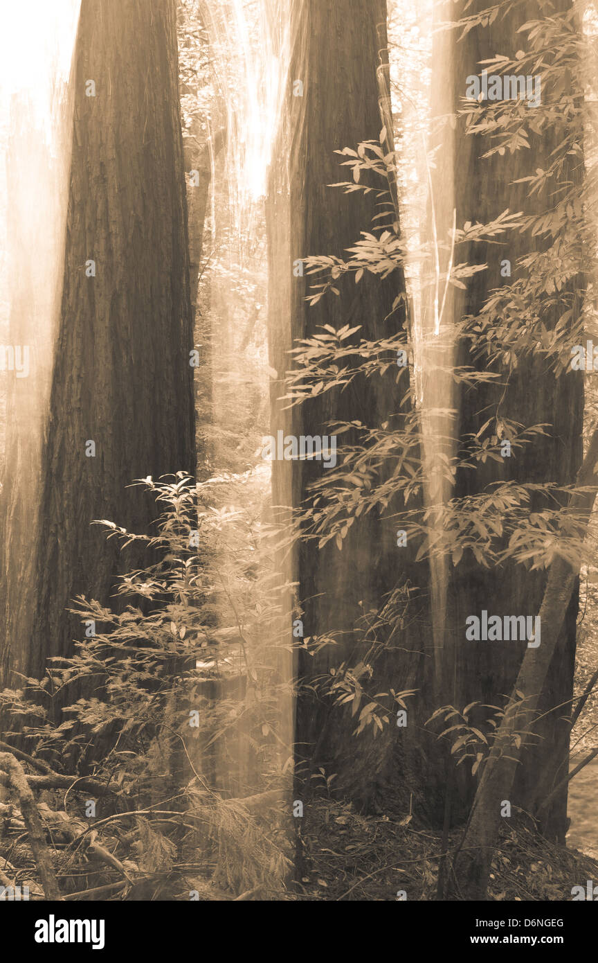 Abstract Redwood trees at Fall Creek in California, USA Stock Photo - Alamy