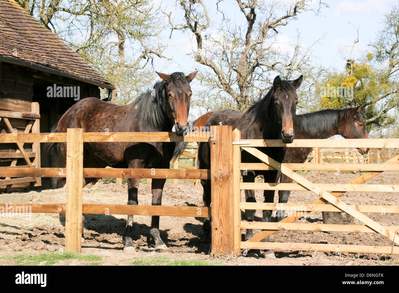 Horses at gate hi-res stock photography and images - Alamy
