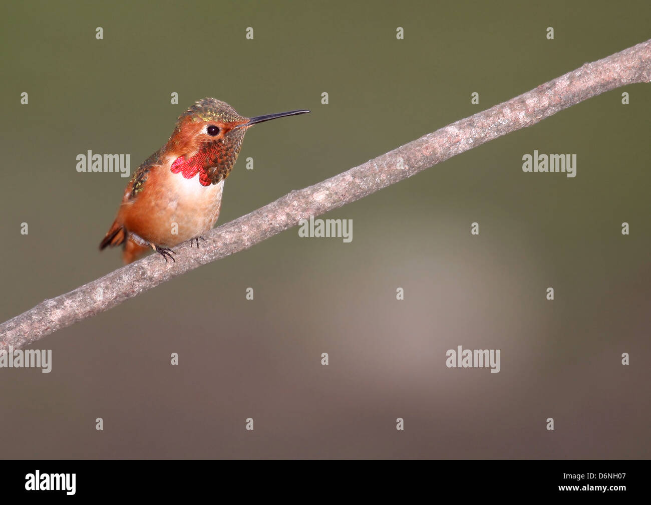 A male Allen's Hummingbird perched on a branch 3/4 front view showing ...