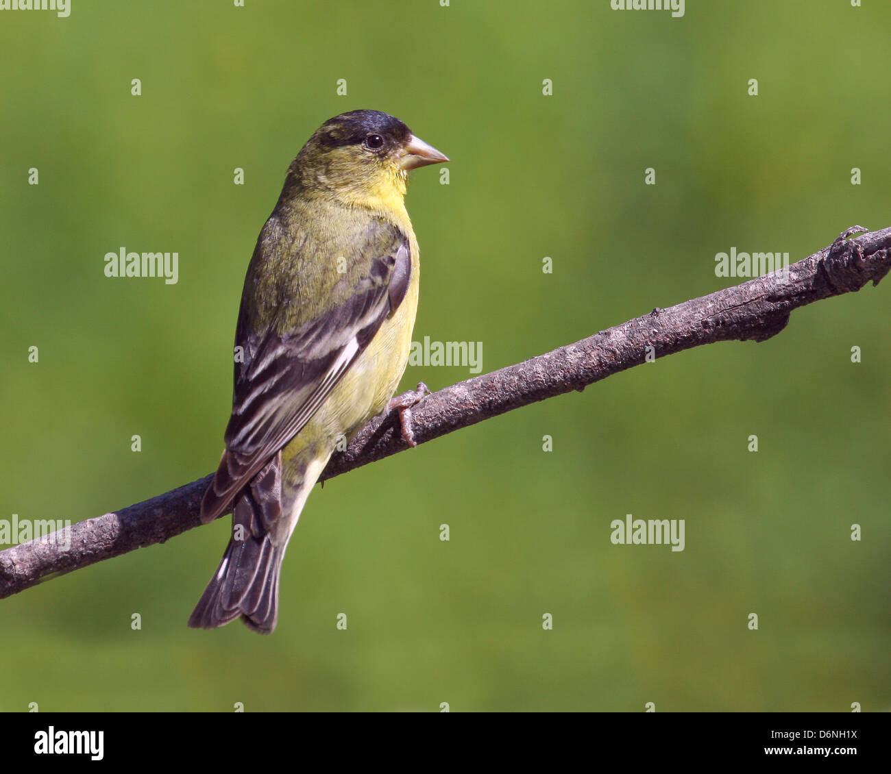 [Lesser Goldfinch] perched on a branch Stock Photo - Alamy