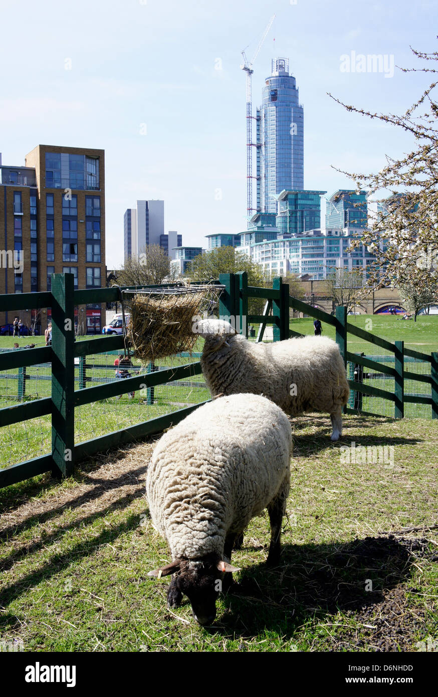 London sheep hi-res stock photography and images - Alamy