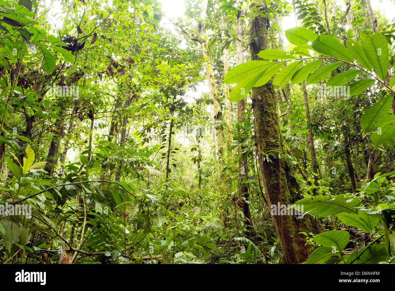 Yasuni national park hi-res stock photography and images - Alamy