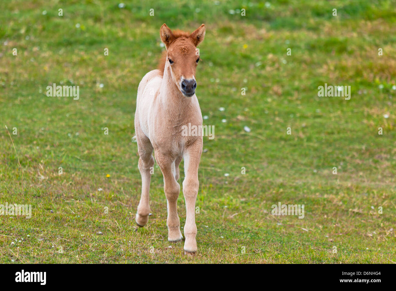 Baby horse hoof hi-res stock photography and images - Alamy