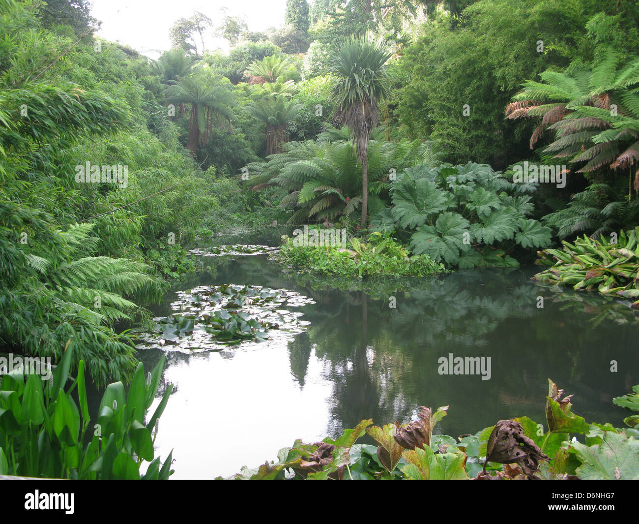 Lake in the Lost Gardens of Helligan, Cornwall Stock Photo - Alamy