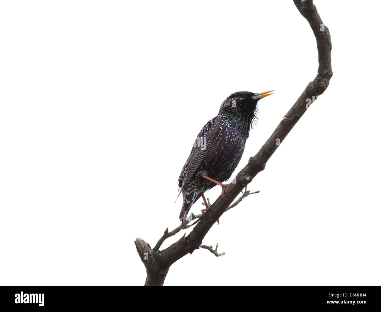 Black and white starling hi-res stock photography and images - Alamy