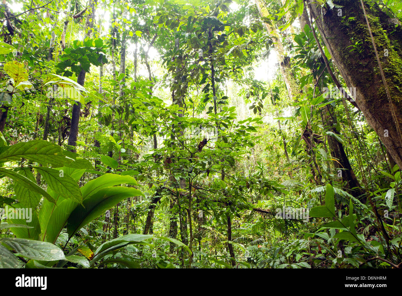 Primary tropical rainforest in a remote part of Yasuni National Park ...