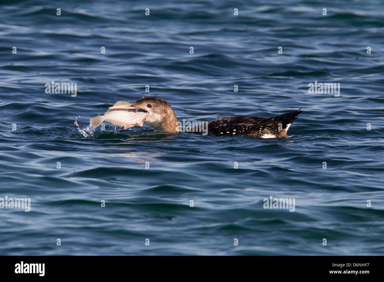 White-billed Diver (Yellow-billed Loon) eating flat fish, South ...