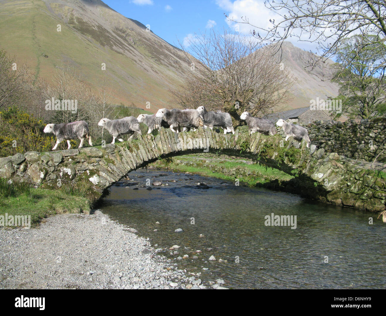 Herdwick sheep crossing old packhorse bridge, Wasdale Head, Wast Water ...