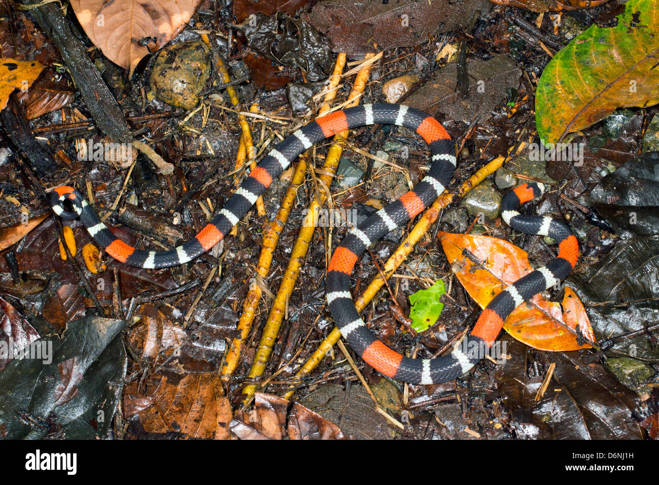 Eastern ribbon coral snake (Micrurus lemniscatus Stock Photo - Alamy