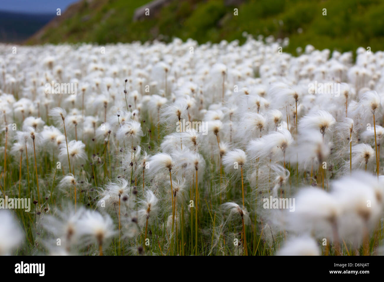 Arctic Tundra Grasses