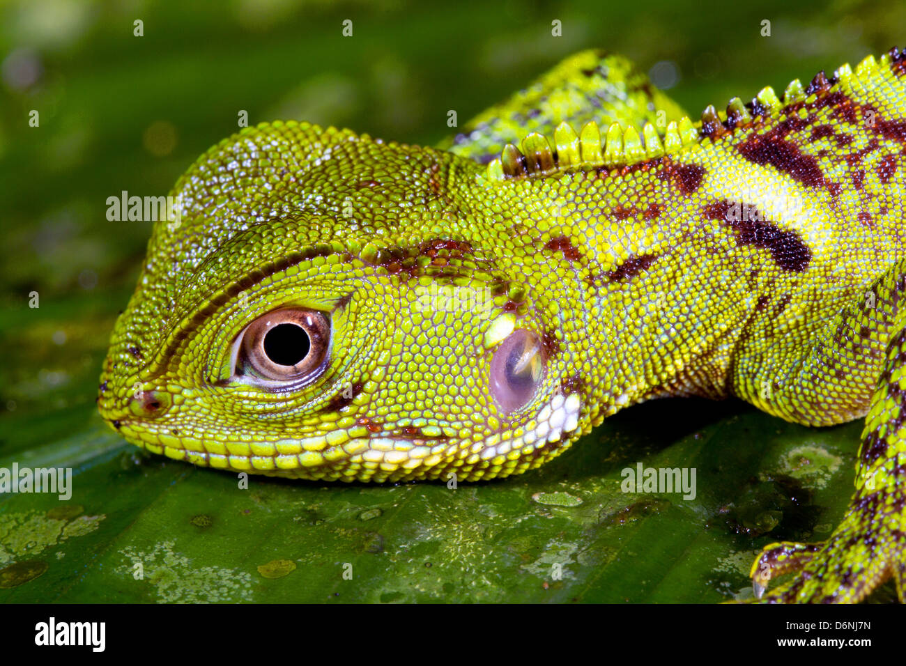Amazon Rainforest Lizards