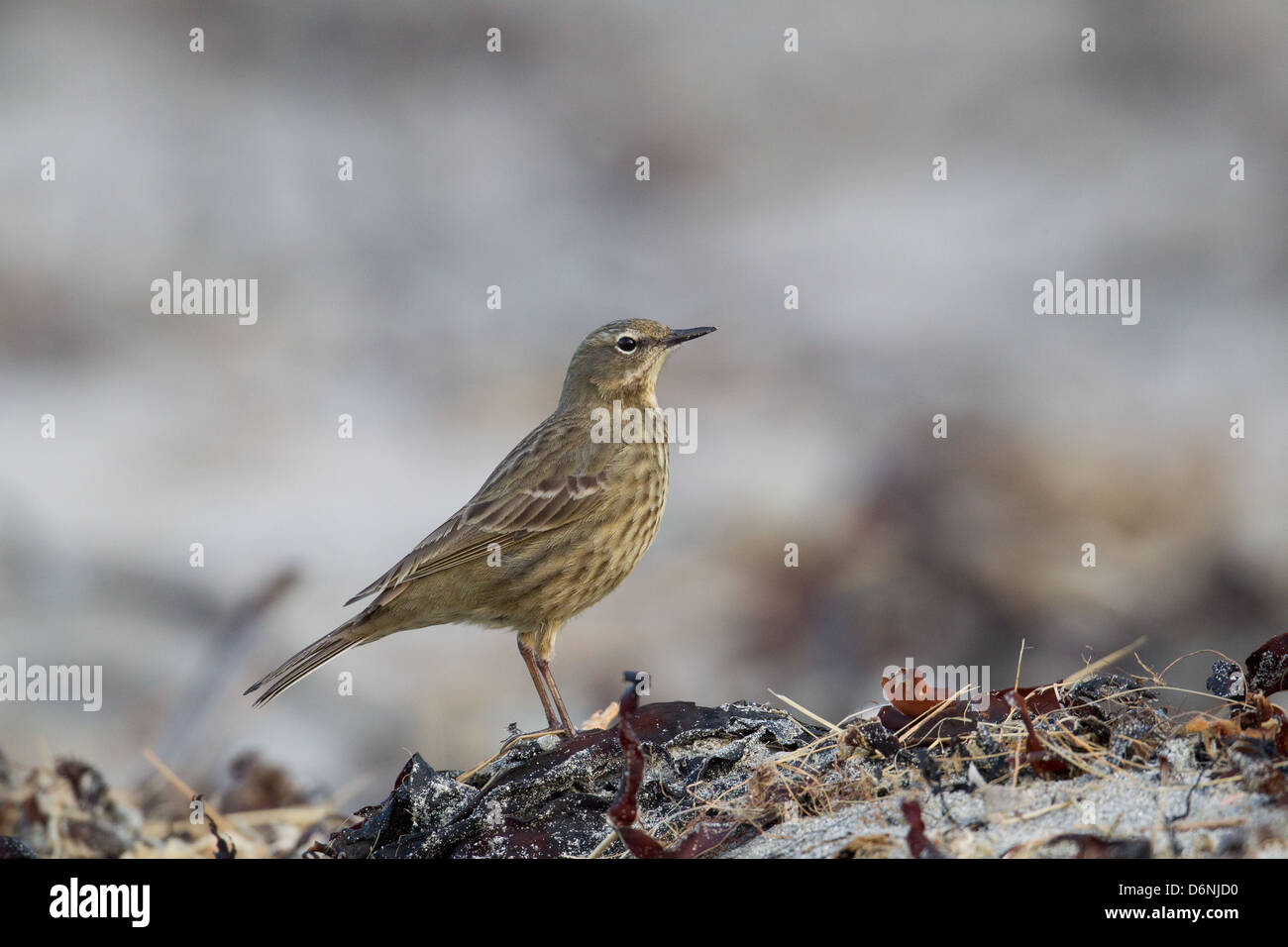 Anthus petrosus petrosus hi-res stock photography and images - Alamy