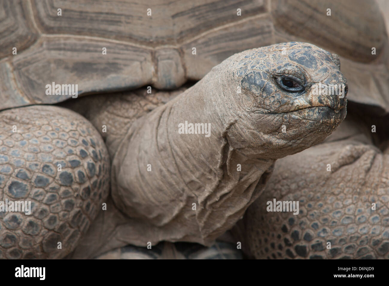 Giant tortoise zoo hi-res stock photography and images - Alamy