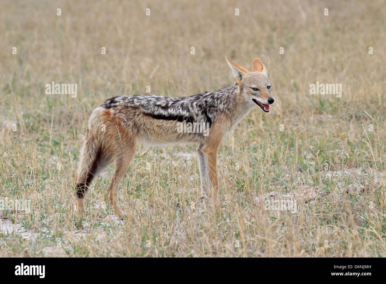 Jackal Jackals Female High Resolution Stock Photography and Images - Alamy