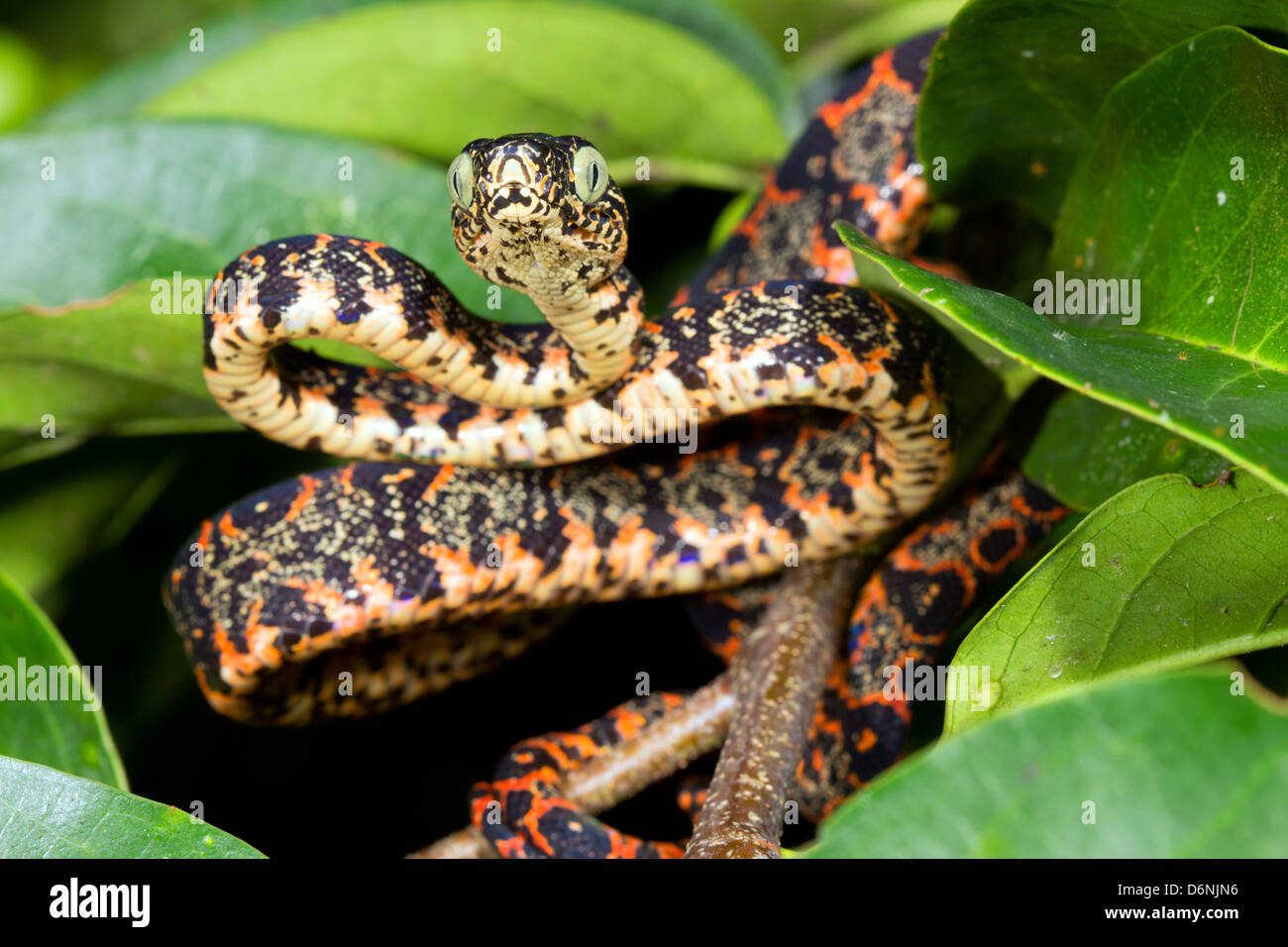 Amazon tree boa corallus hortulanus hi-res stock photography and images ...