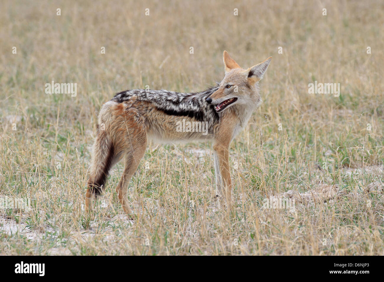 Black backed jackal teeth hi-res stock photography and images - Alamy
