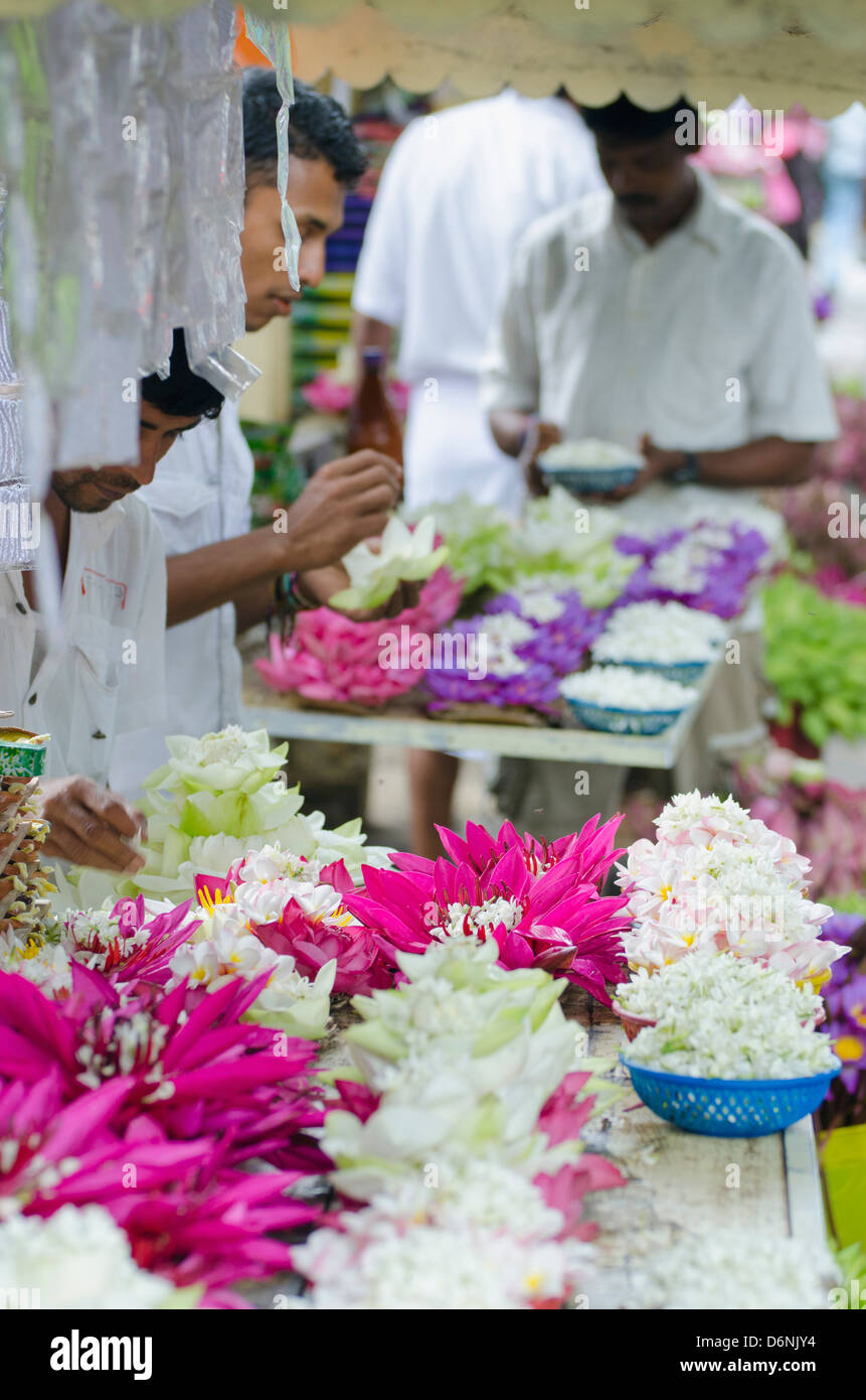 flowers Unesco World Heritage Site, Kandy, Sri Lanka Stock Photo - Alamy