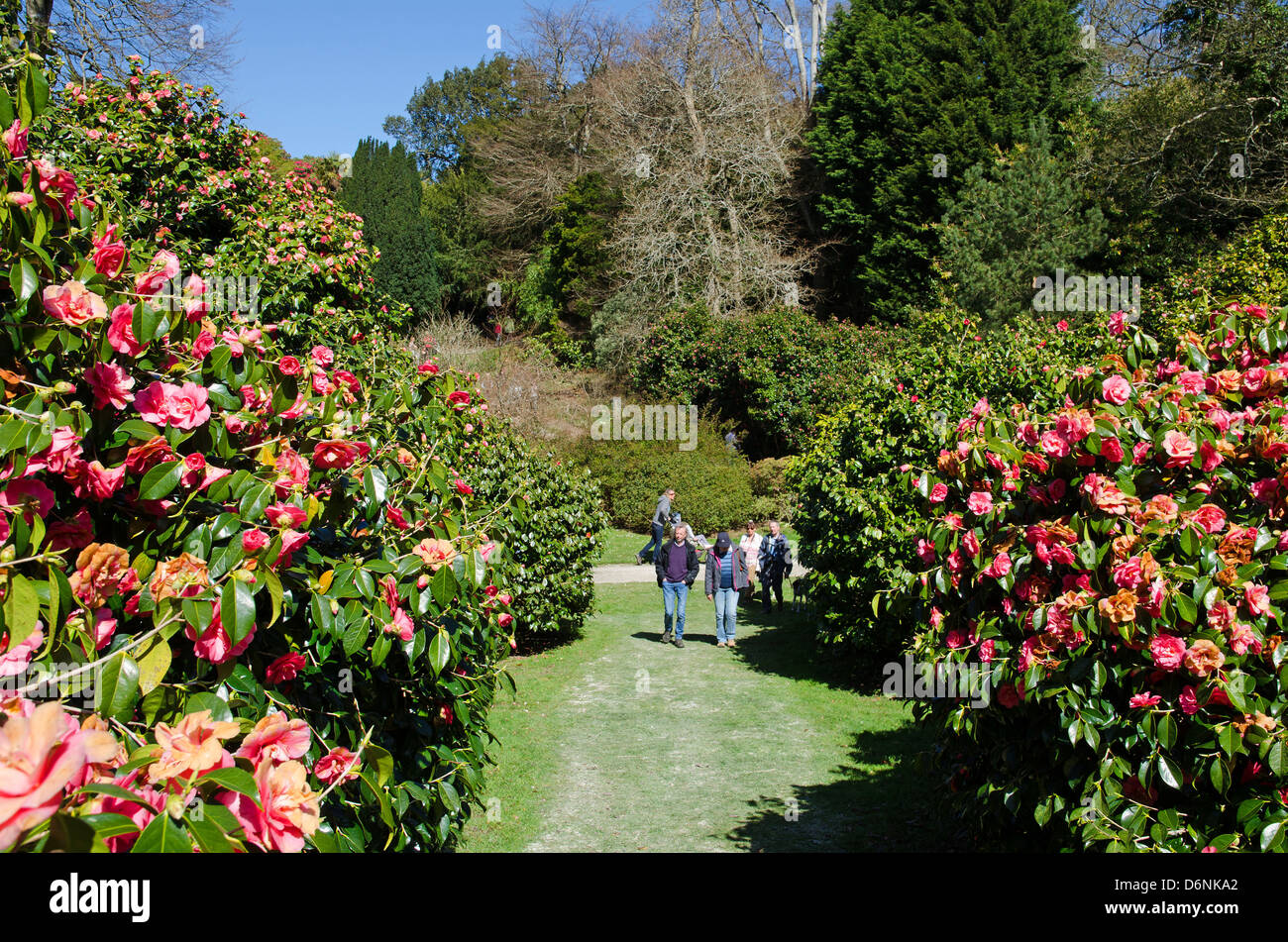 Tregothnan hi-res stock photography and images - Alamy