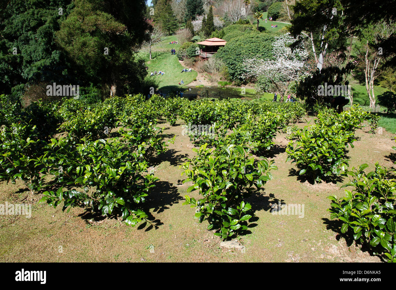 Tea plants hi-res stock photography and images - Alamy
