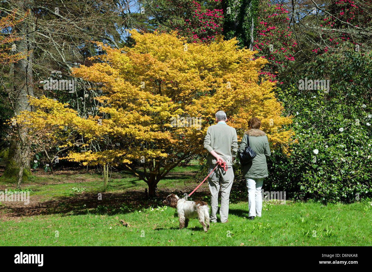 Golden tree house hi-res stock photography and images - Alamy