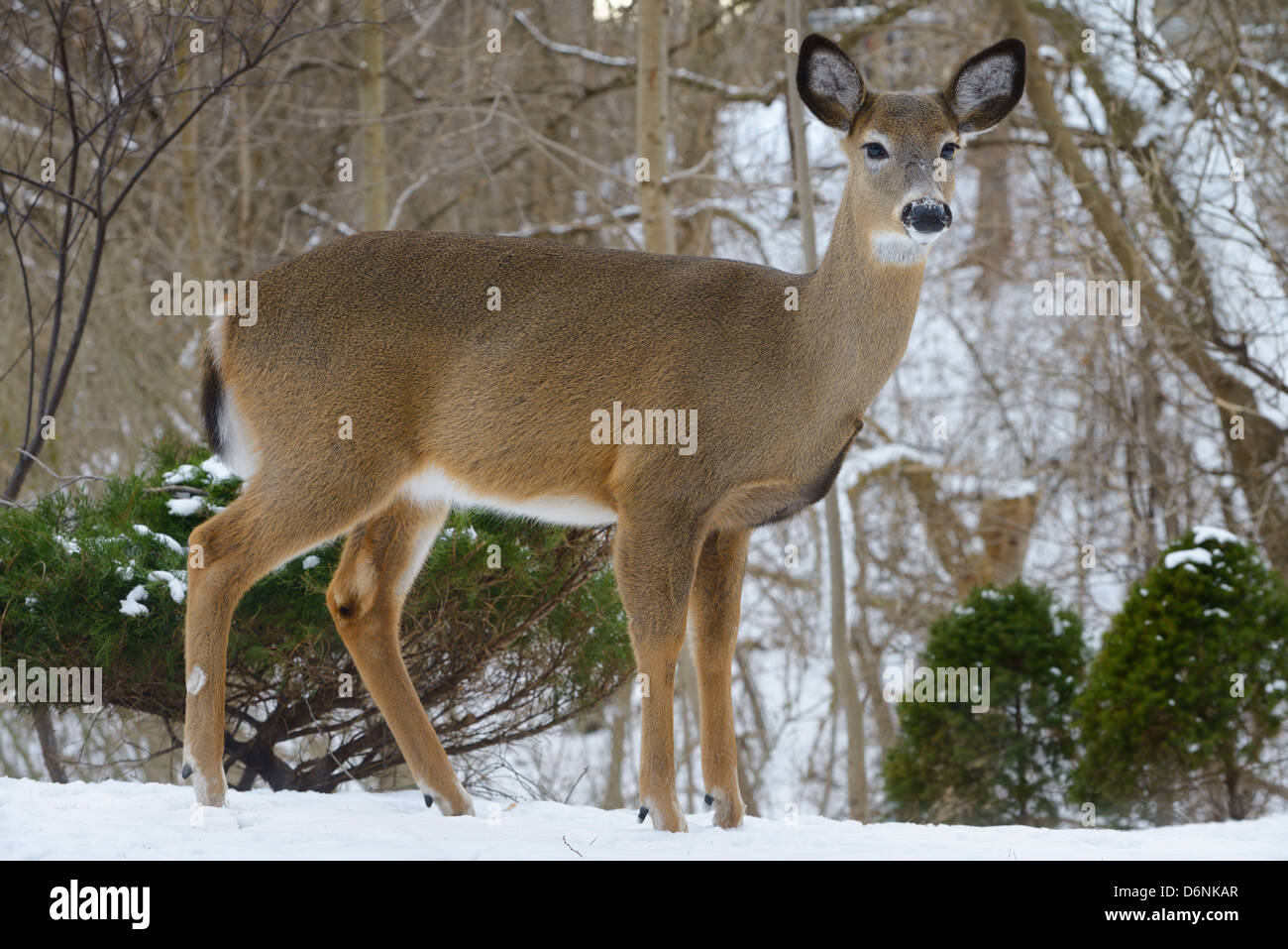 Deer toronto hi-res stock photography and images - Alamy