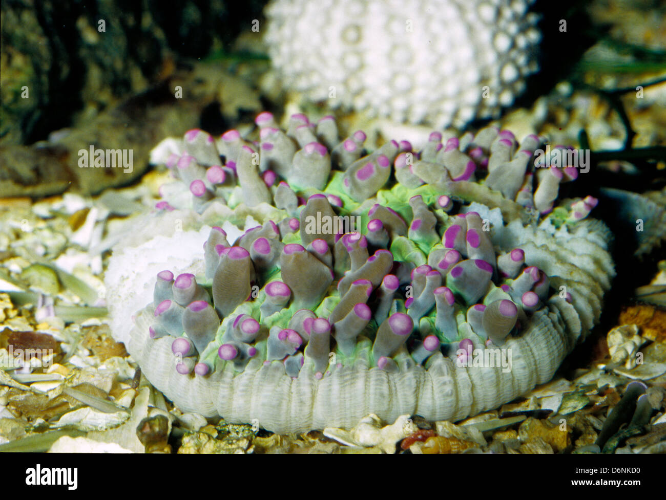 Mushroon Coral Heliofungia actiniformis, Fungiidae, Indo-pacific Ocean ...