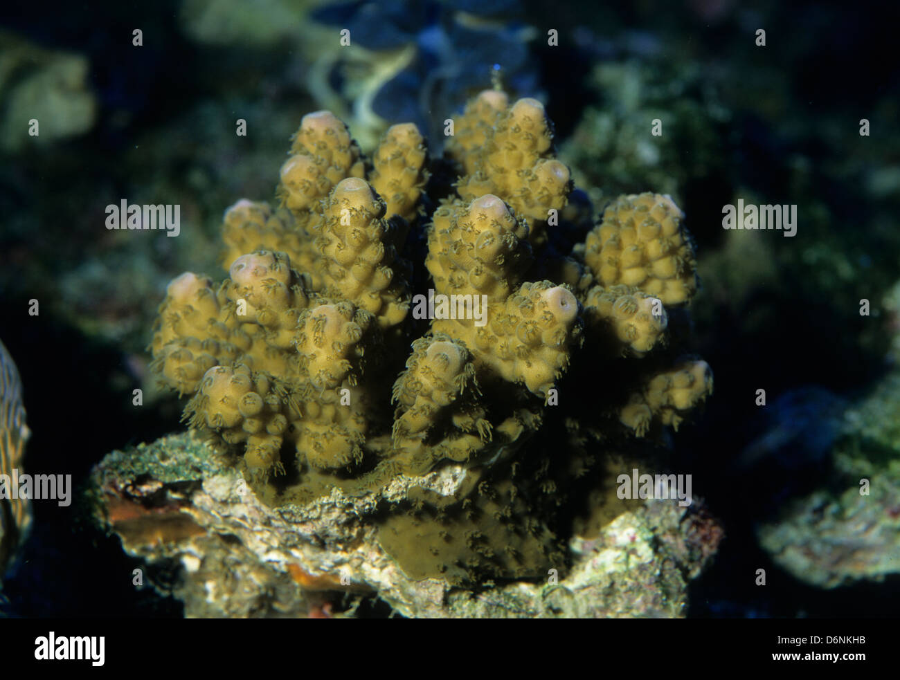 Stony Coral Acropora sp., Acroporidae Stock Photo - Alamy