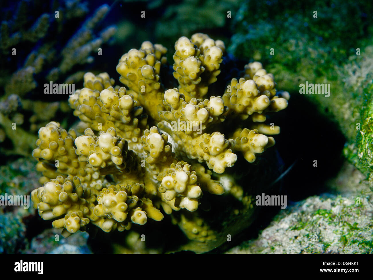 Stony Coral Acropora sp., Acroporidae Stock Photo - Alamy