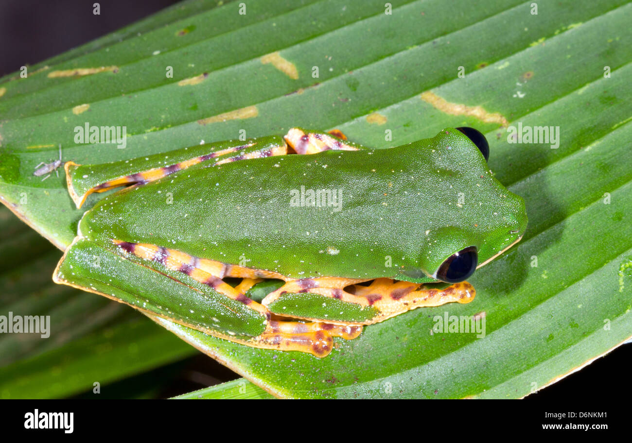 Barred monkey frog hi-res stock photography and images - Alamy