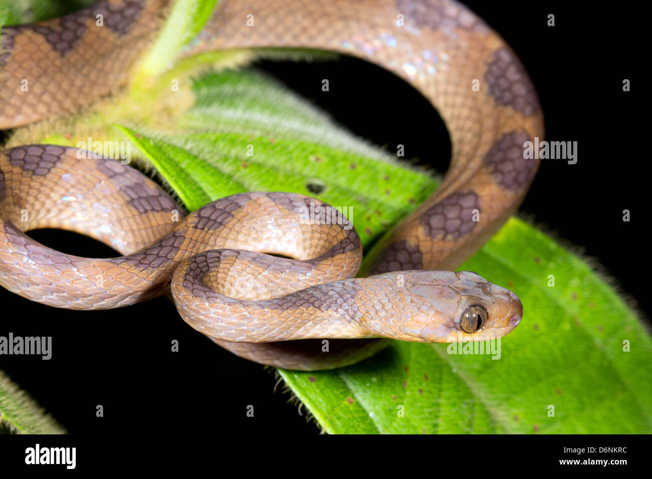 Cat-eyed Snake (Leptodeira annulata) in the Ecuadorian Amazon Stock ...