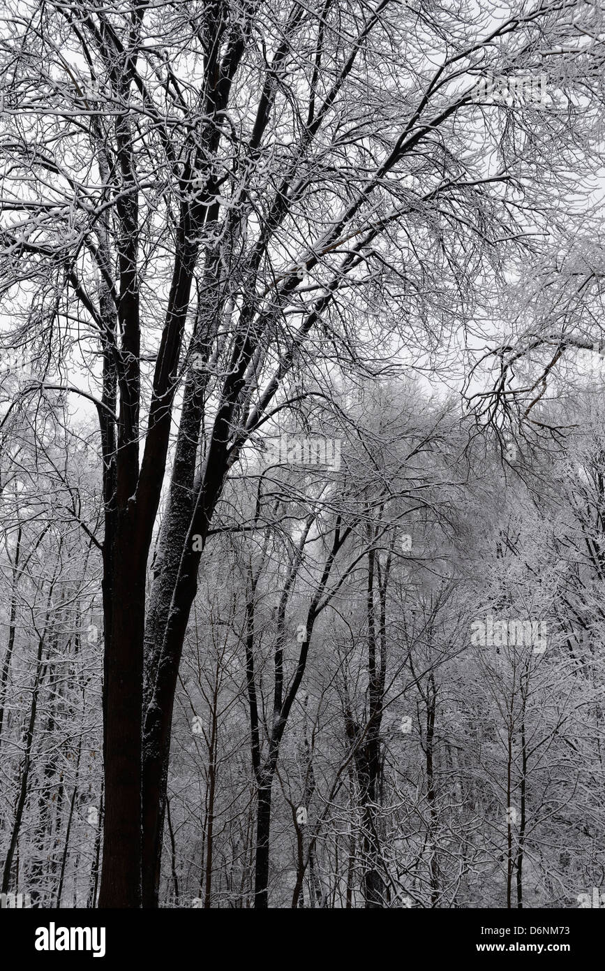 Branches of forest hi-res stock photography and images - Alamy