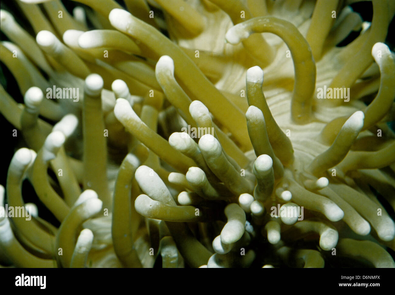 Magnificent or Ritteri Anemone, Heteractis magnifica, Stichodactylidae ...