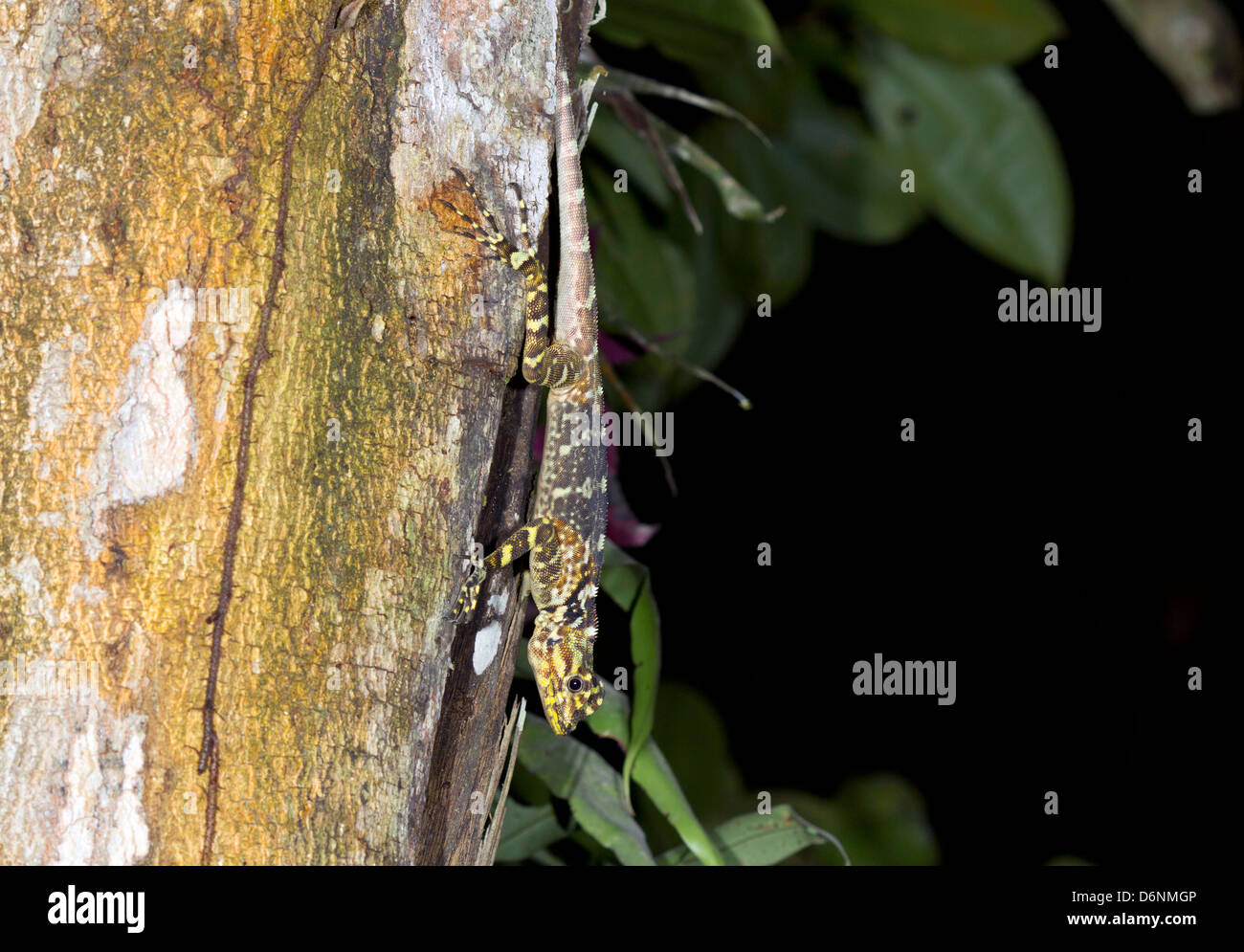 Common Tree Runner (Plica plica) on a tree trunk in the rainforest ...