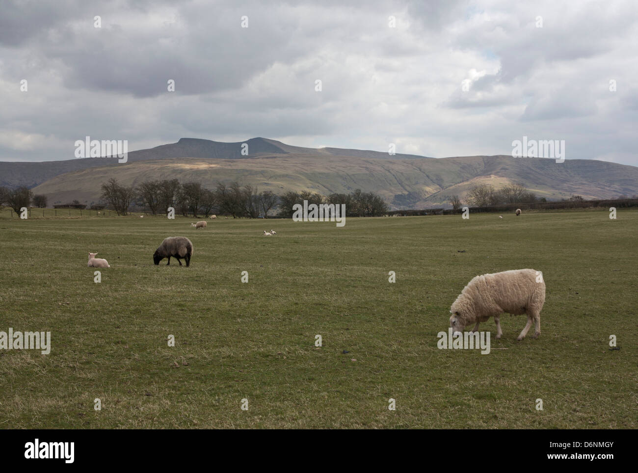 Views of sheep in the Brecon Beacons National Park in Wales, UK Stock ...