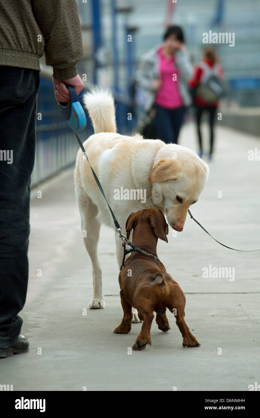 Dog meets dog hi-res stock photography and images - Alamy