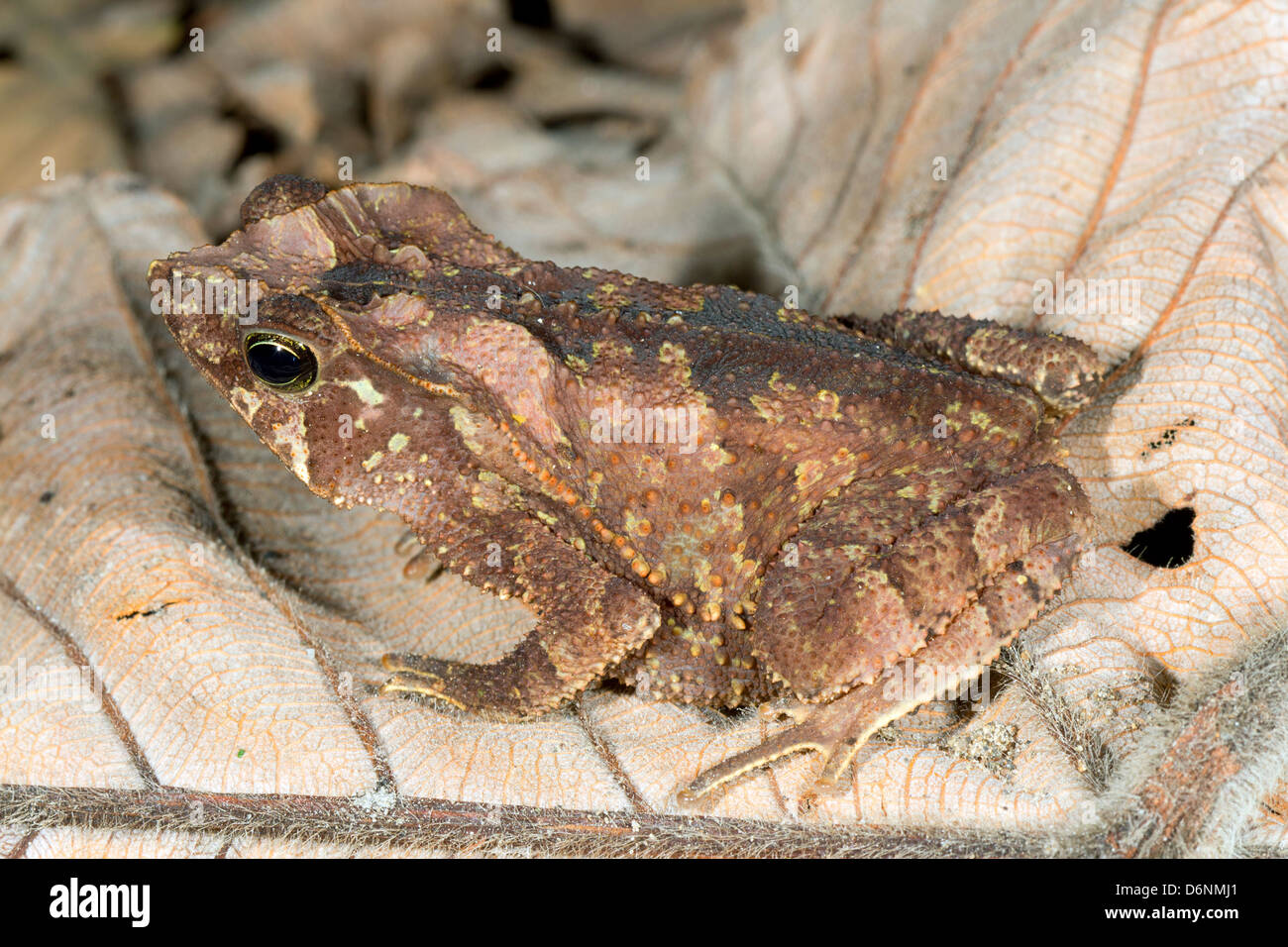 Crested forest toad hi-res stock photography and images - Alamy