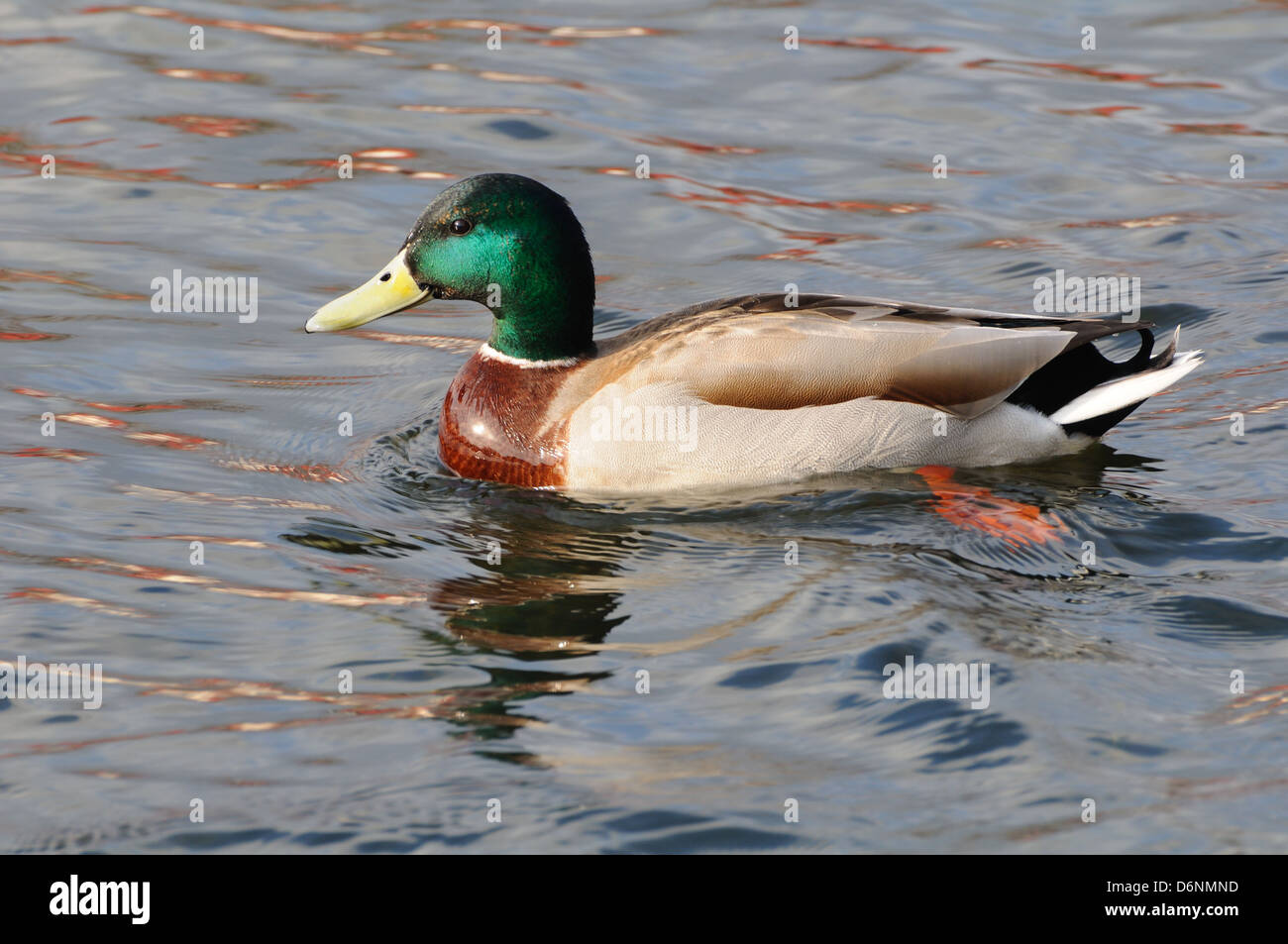 Male Mallard duck Stock Photo - Alamy