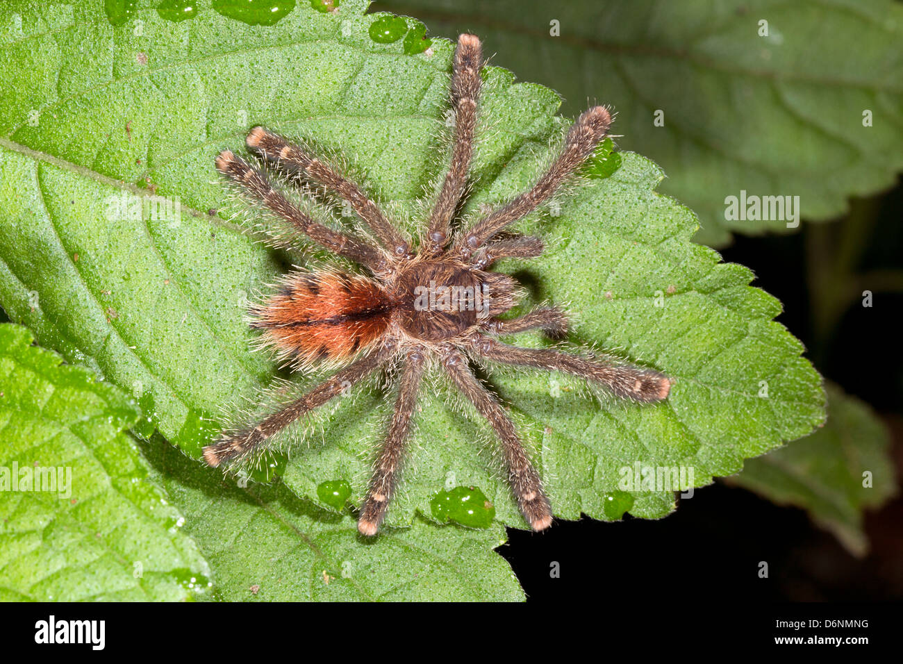 Amazon rainforest tarantula hi-res stock photography and images - Alamy